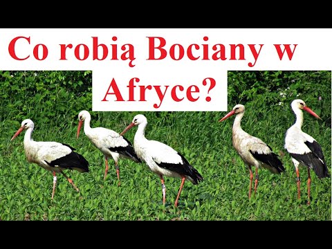 Co robią Bociany w Afryce