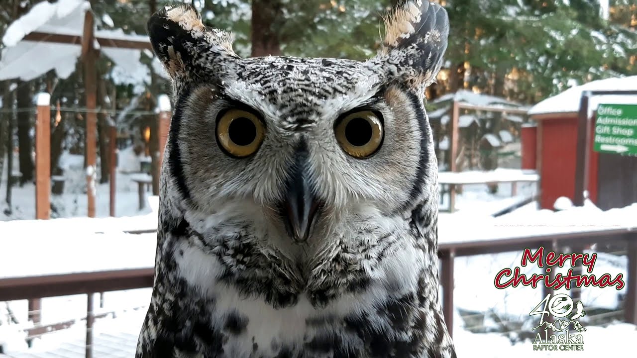 Merry Christmas from the Alaska Raptor Center - YouTube