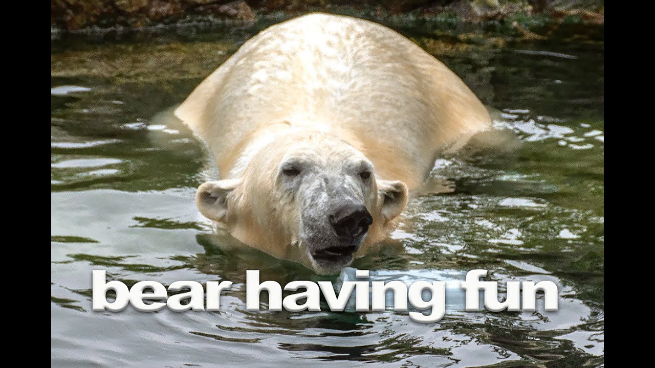 Bear having fun. - YouTube
