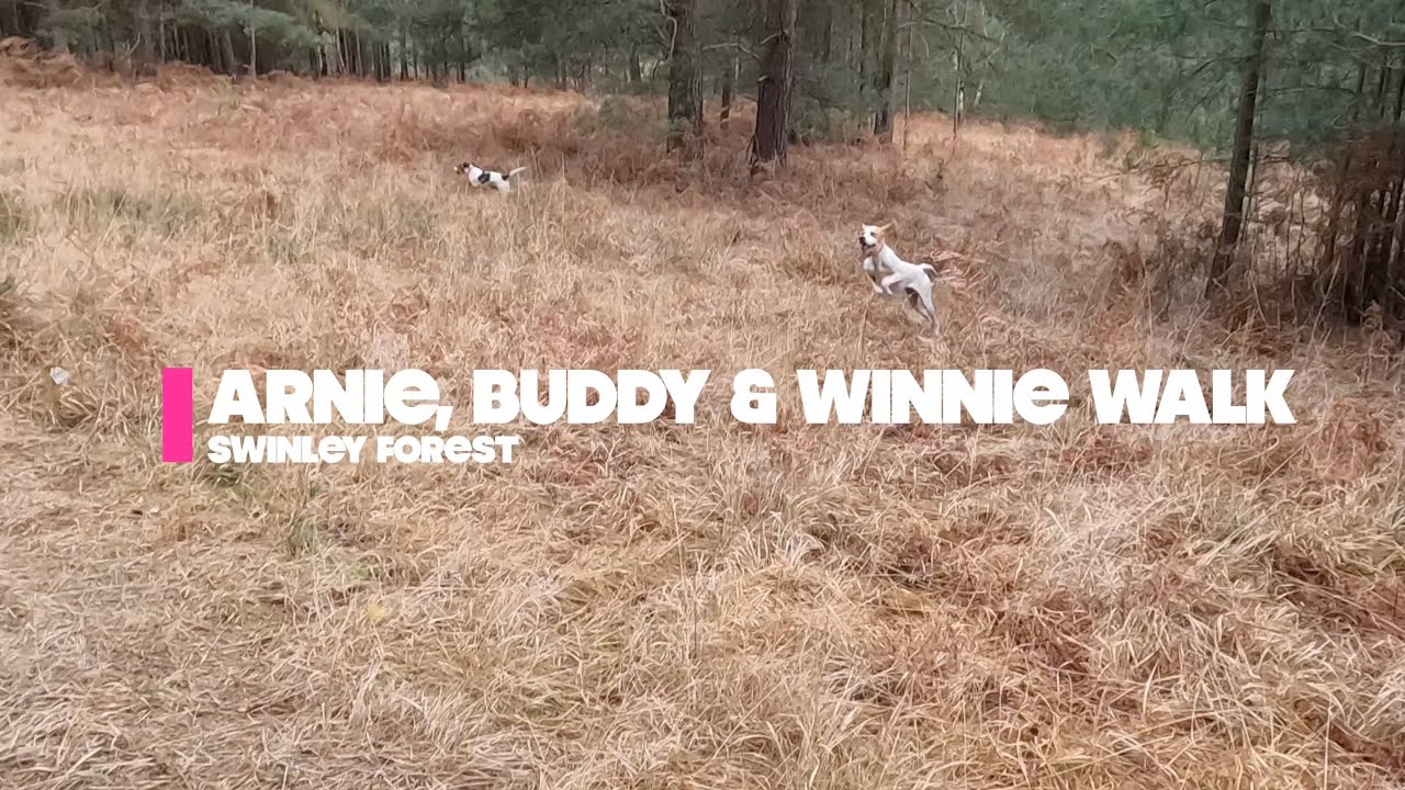 Arnie, Buddy And Winnie Walk - YouTube
