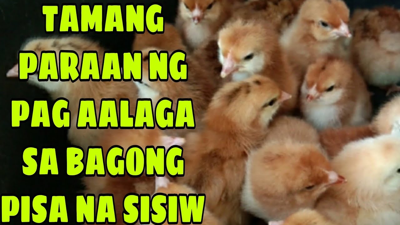 TAMANG PARAAN NG PAG AALAGA SA MGA BAGONG PISA NA SISIW #sisiw # ...