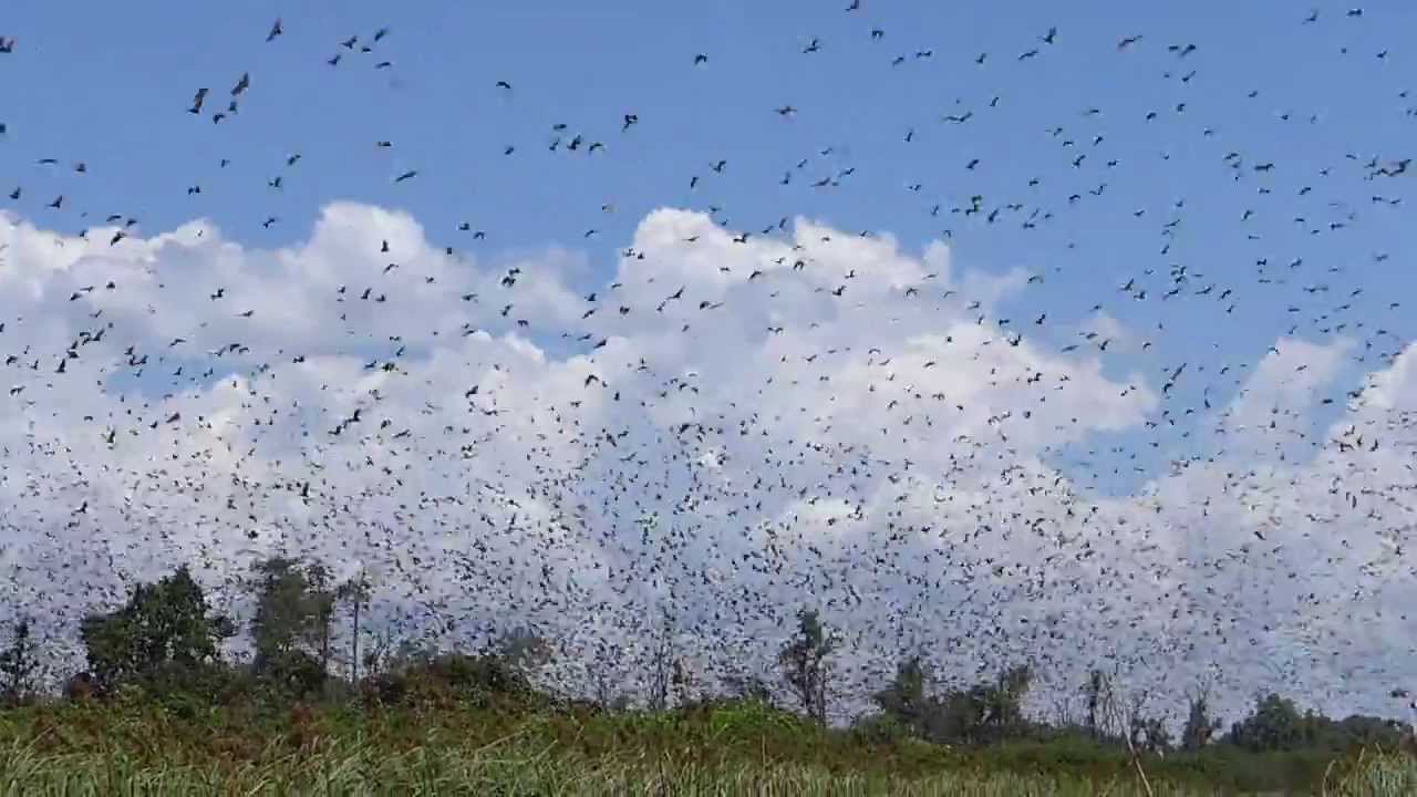 straw-coloured fruit bats (Eidolon helvum) - flying during the day ...