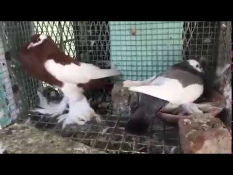 Pigeons of Gujarat Reverse Wing Pouter Pigeon Gujarat ke Kabutar - YouTube