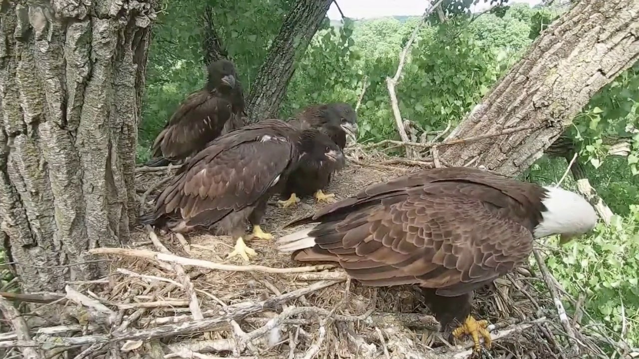 Decorah Eagles OOPS! Fish Has Fledged lol 6/7/18 - YouTube