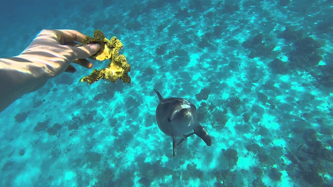 SimSim Delfine Rotes Meer 06.04.2014 02 - YouTube