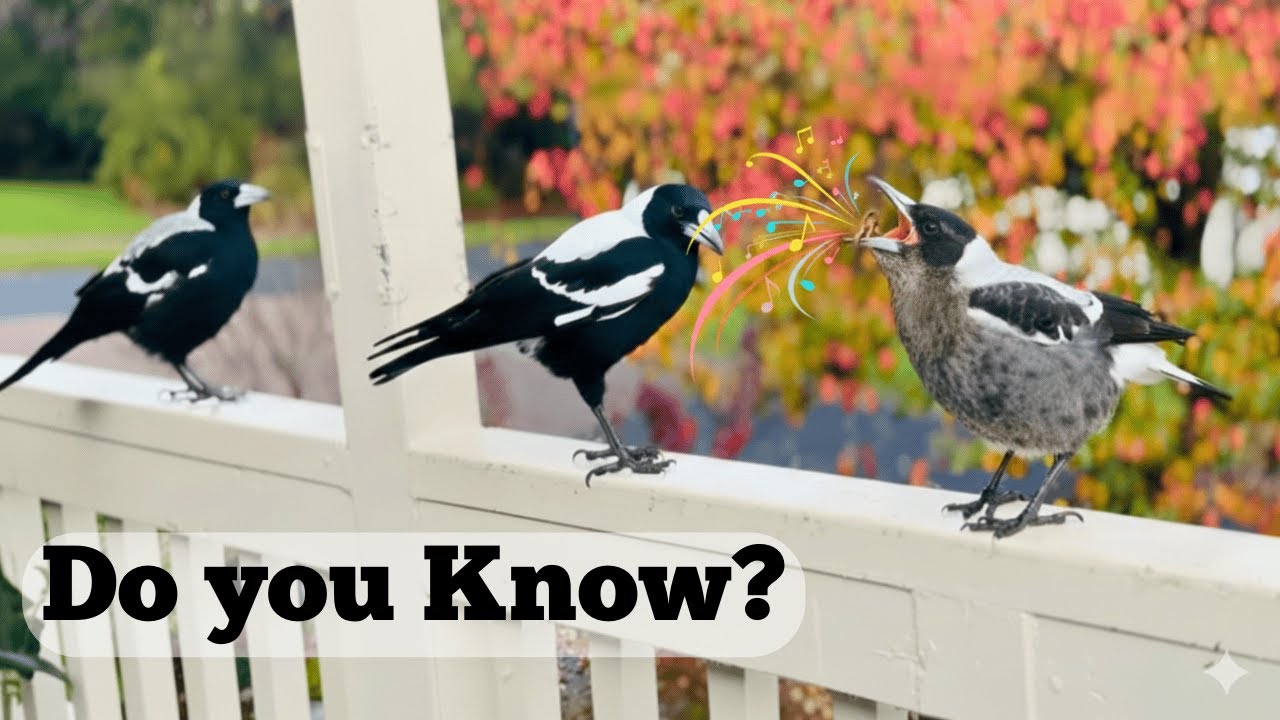 AUSTRALIAN MAGPIE | Listen to this Incredible SOUND! - YouTube