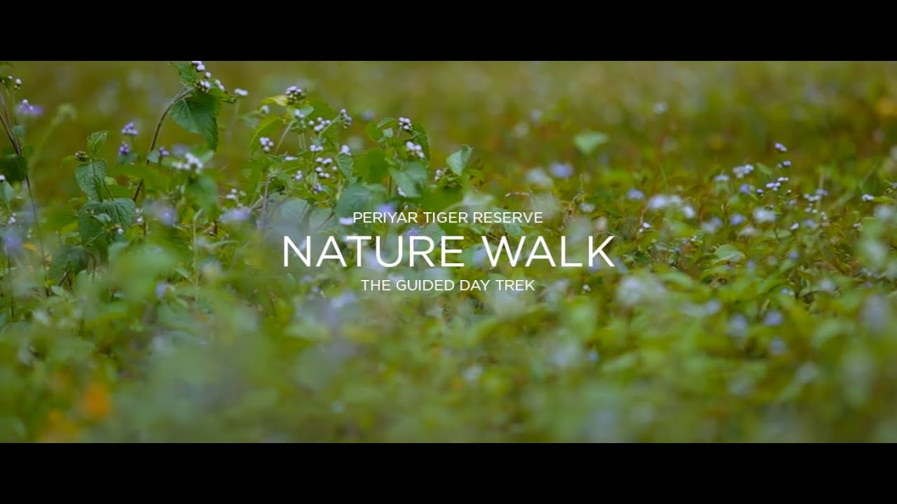 Nature walk - YouTube