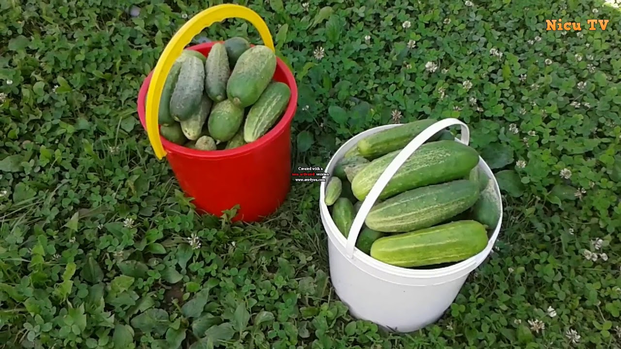 A-6-a recolta la castravetii Cornison (15.Iulie.2018) - YouTube