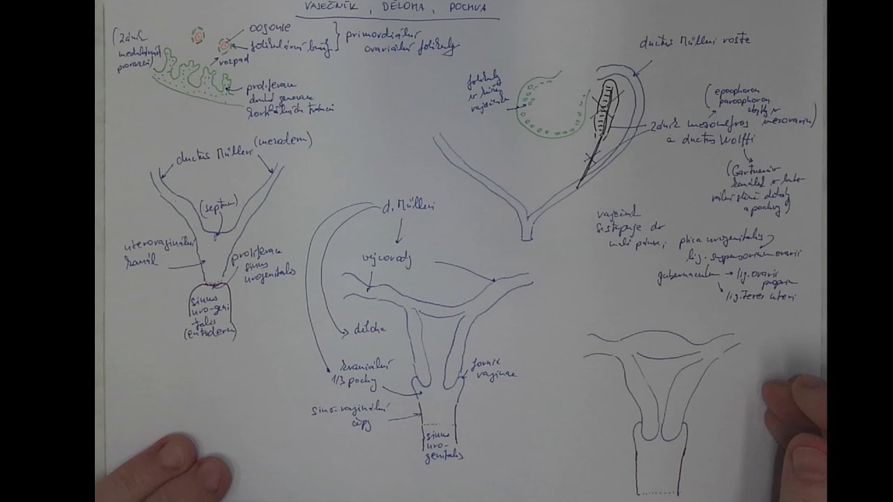 10_03 Vaječník, děloha, pochva - YouTube