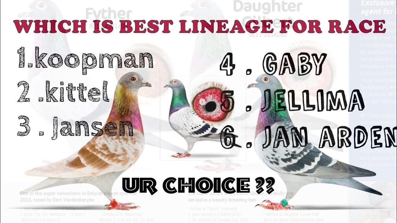 🤔🤔🤔 which is best lineage in race 🏁முக்கிய blood lineage பற்றிய சில ...