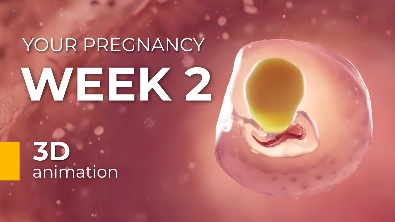 Week 2 Pregnancy 🤰 Your Fertile Window Explained | Ovulation to ...