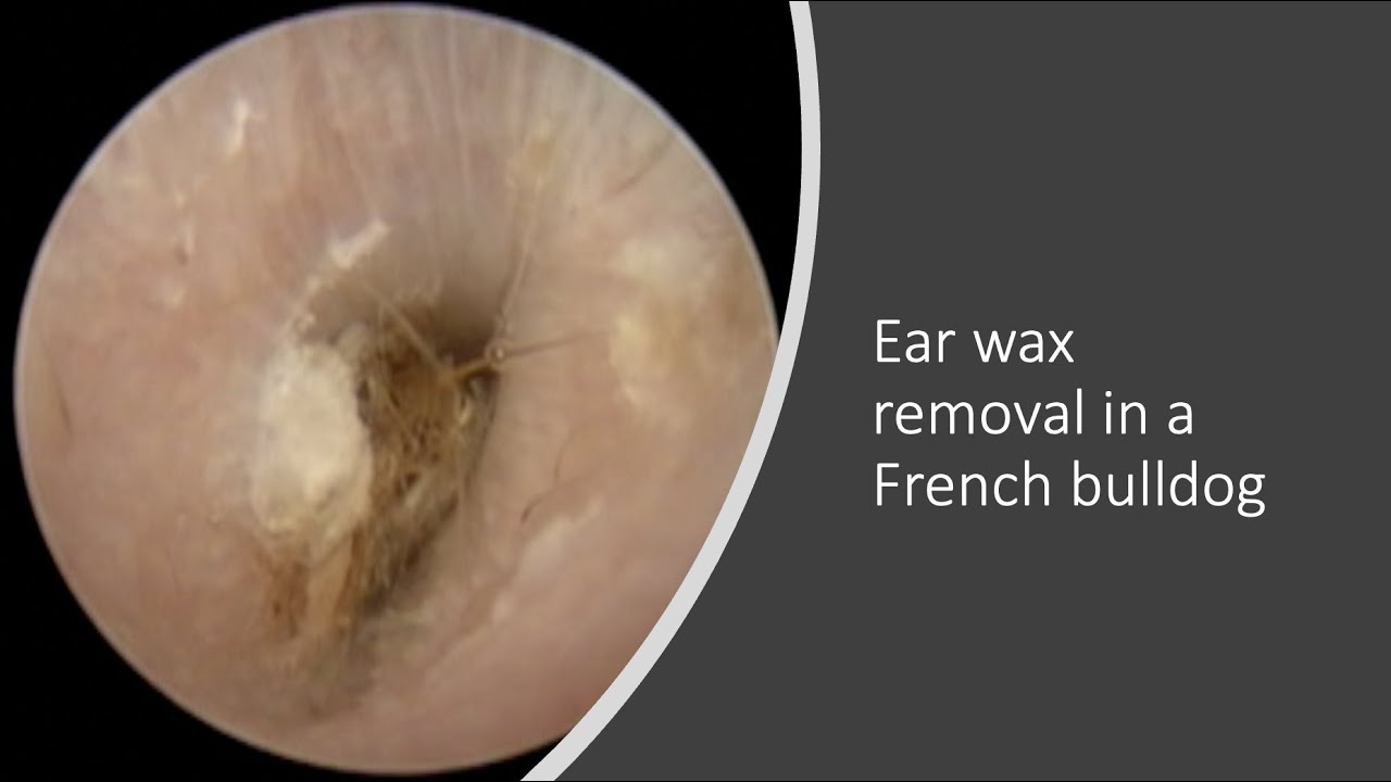 Ear wax removal in a French bulldog - YouTube