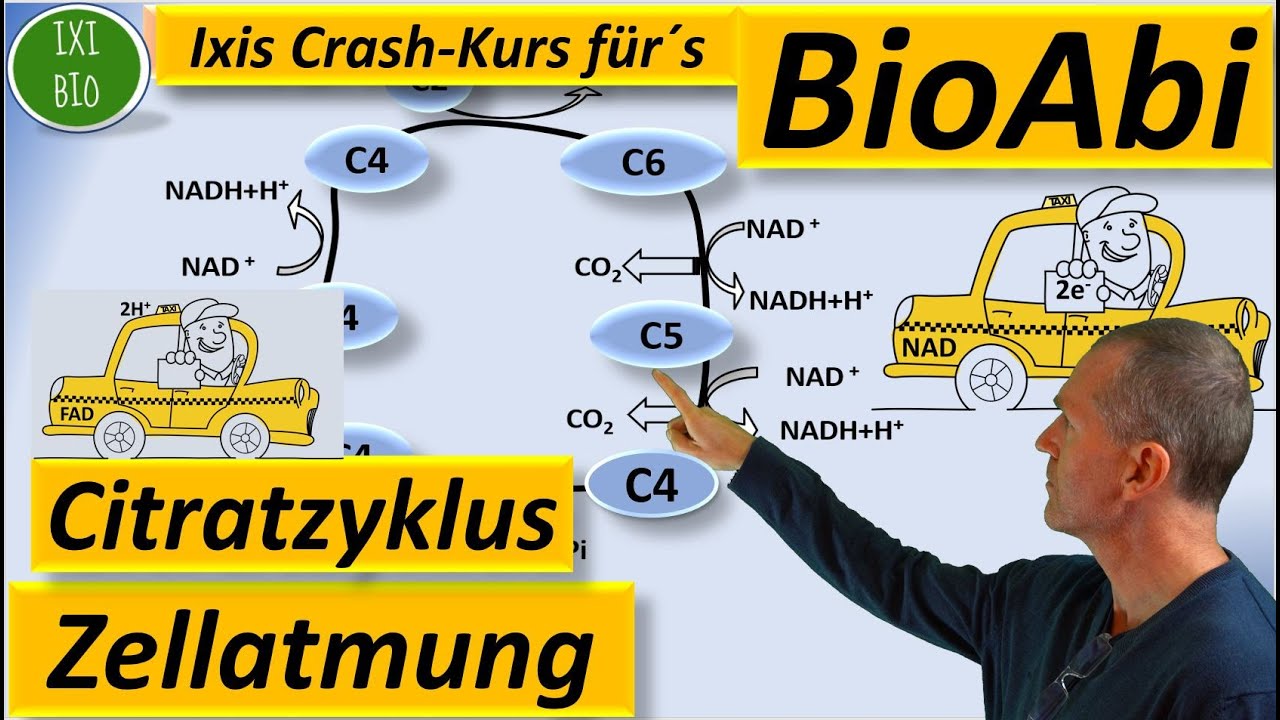 Citratzyklus detailliert (advanced) - Zitronensäurezyklus - Krebskreis ...
