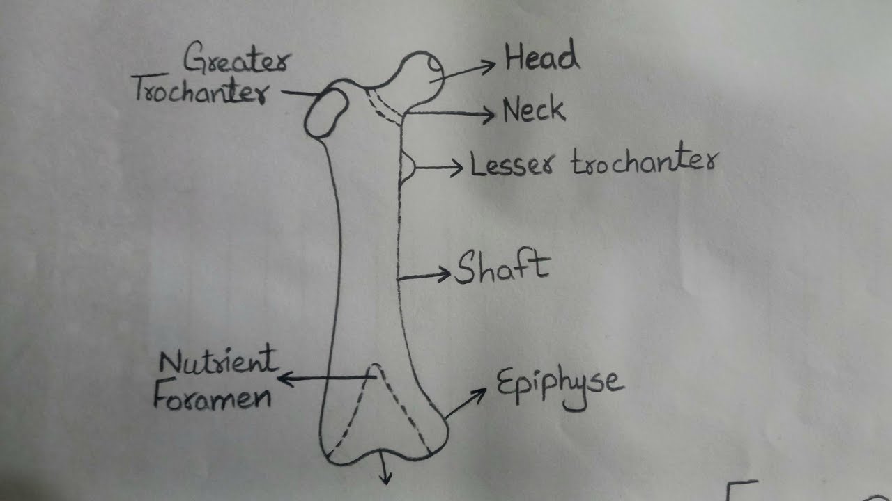 Labelled Diagram of Femur Bone l How to Draw Femur Bone with Labelling ...