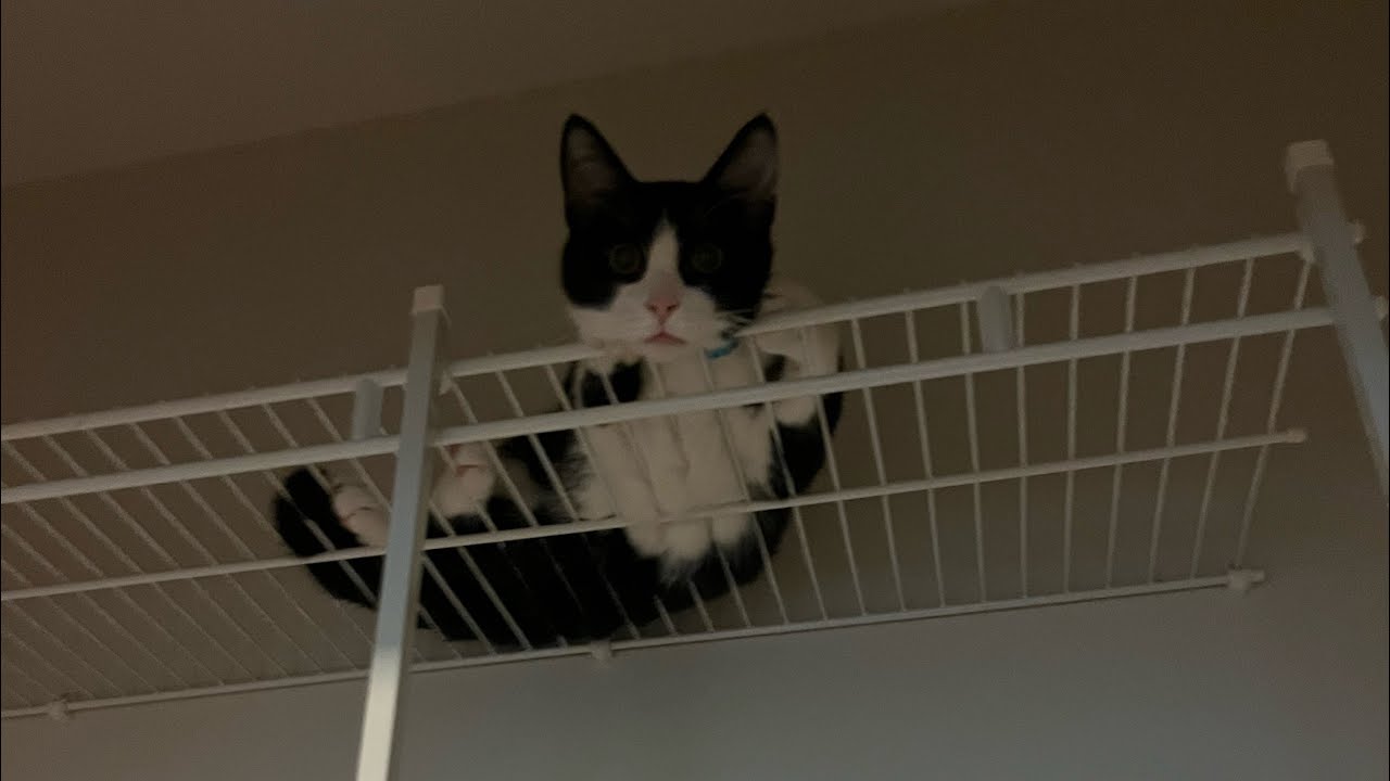 Melo the Cat and More of His Shenanigans - YouTube