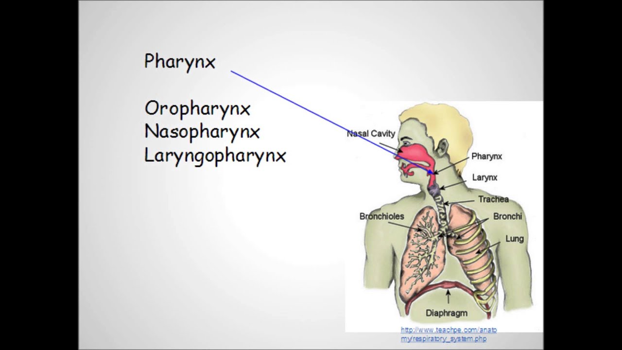 Unit 6 Lesson 3, Components of the Respiratory System - YouTube