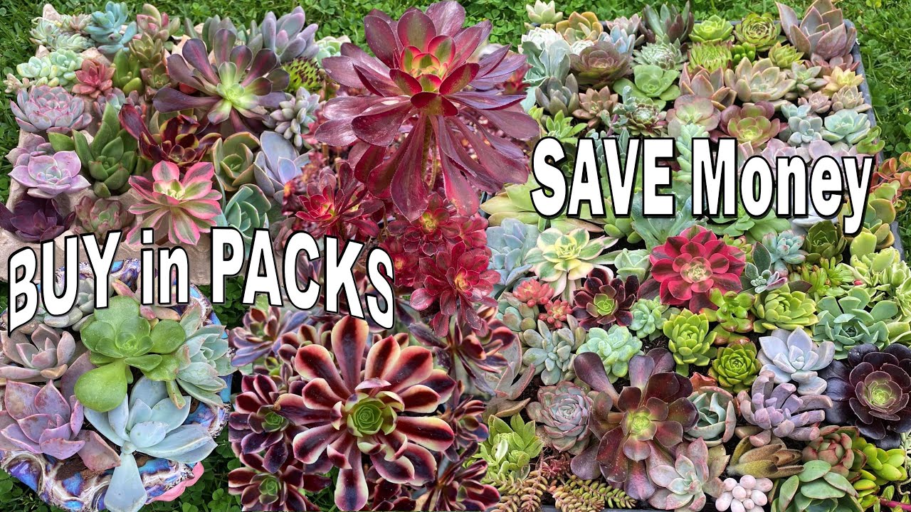 VALUE for MONEY Succulent Pack | Locarno Farm Nursery - YouTube