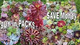 VALUE for MONEY Succulent Pack | Locarno Farm Nursery