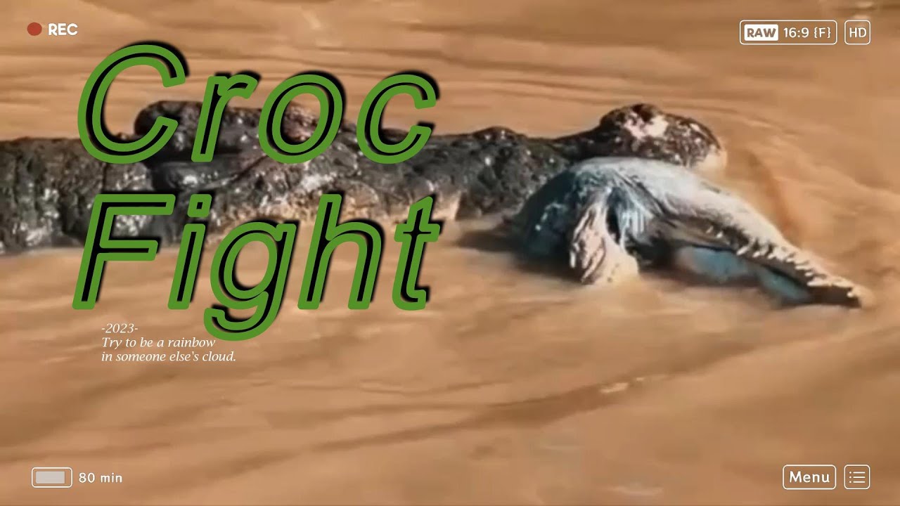 Big crocodile killer | Alligator Hunt | Attack | Jungle Safari | Wild ...
