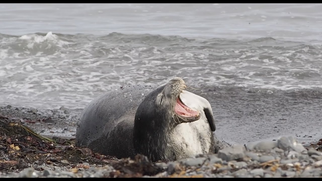 Seals fall asleep at this hypnotic beach - YouTube