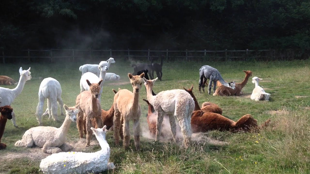 Alpaca dust bath - YouTube