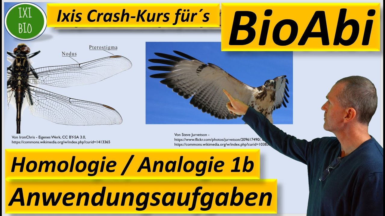 Homologe und analoge Organe: Anwendungsaufgaben 1b Begründen/Beurteilen ...