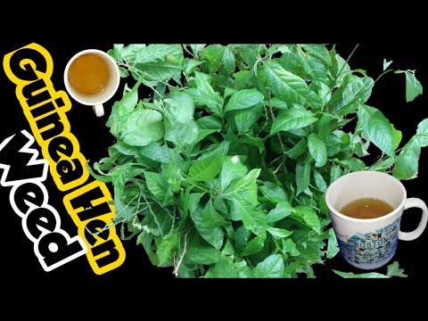 Jamaica Guinea hen weed Tea Anamu Home Remedies 100% Pure Dried Leaf ...
