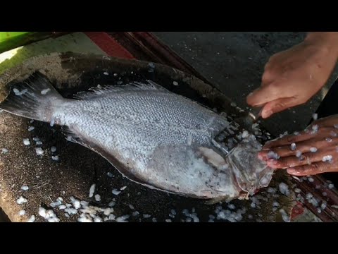 Ikan Sebelah, Ikan Sisa Makan Nabi Musa. - YouTube
