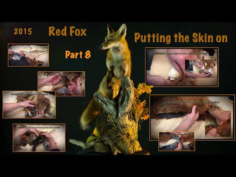 Step 8 ~ Red Fox ~  Putting the Skin On