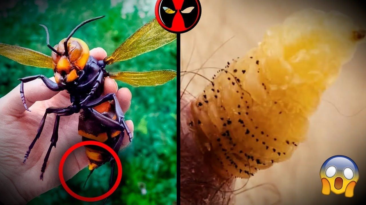 Si este insecto te muerde ve al hospital!.. - YouTube
