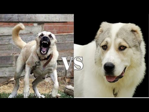 Alabai vs Kangal dog real fight comparison | Who is Stronger?