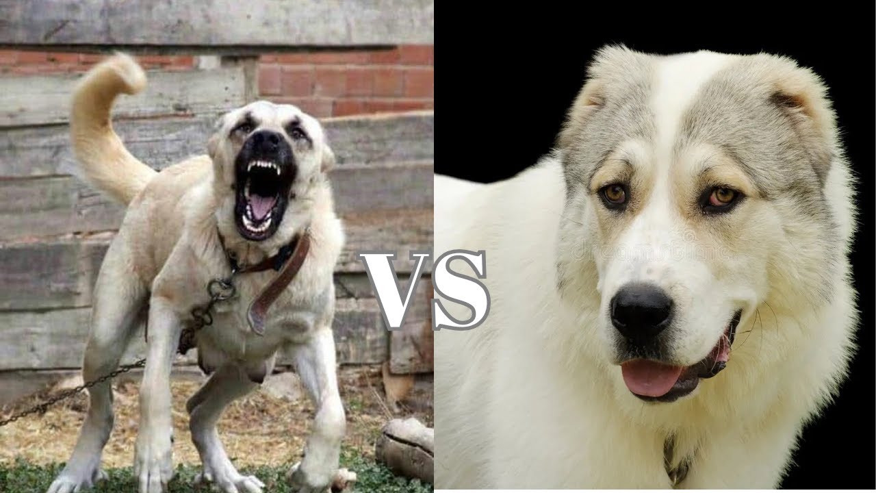 Alabai vs Kangal dog real fight comparison | Who is Stronger? - YouTube