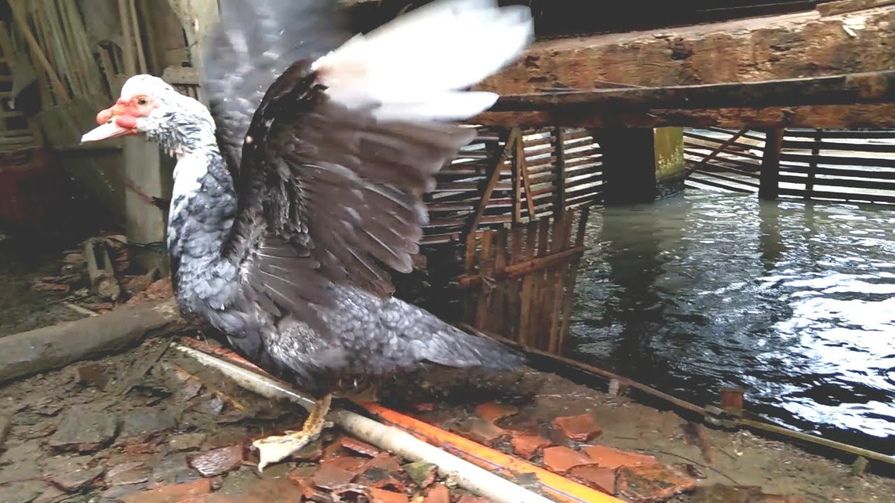 bebek berenang, memulai bisnis hewan ternak, entog/mentok - YouTube