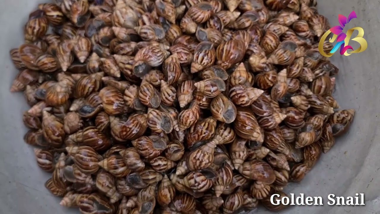 #ខ្យងថៃ ម្ហូបខ្យង់ថៃឆ្ងាញ់ណាស់( Thai snail food) - YouTube