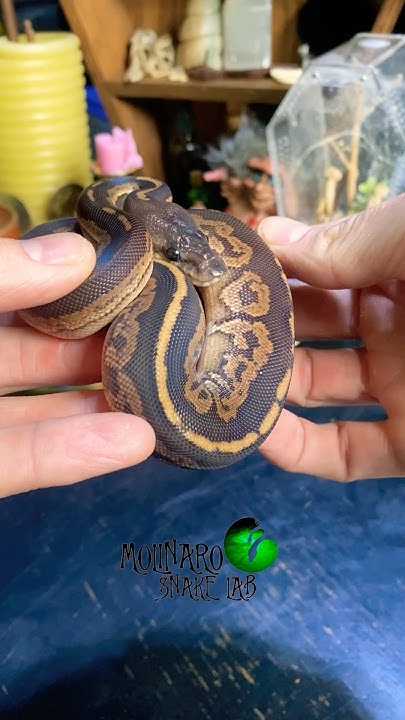 This clutch is almost ready! #molinarosnakelab #ballpython #reptiles # ...