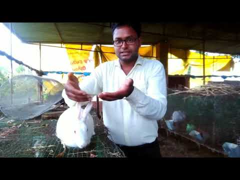 how to help a rabbit Gas pain with Belly massage | pet Rabbits ...