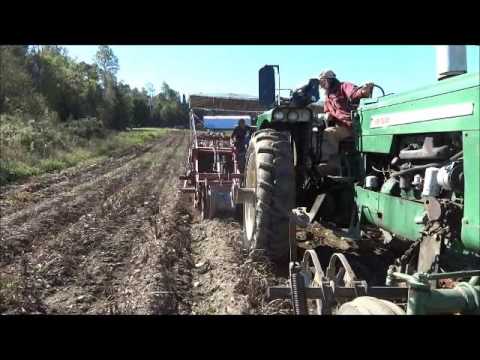 Harvesting Swedish Peanut Seed Potatoes on Wood Prairie Family Farm ...