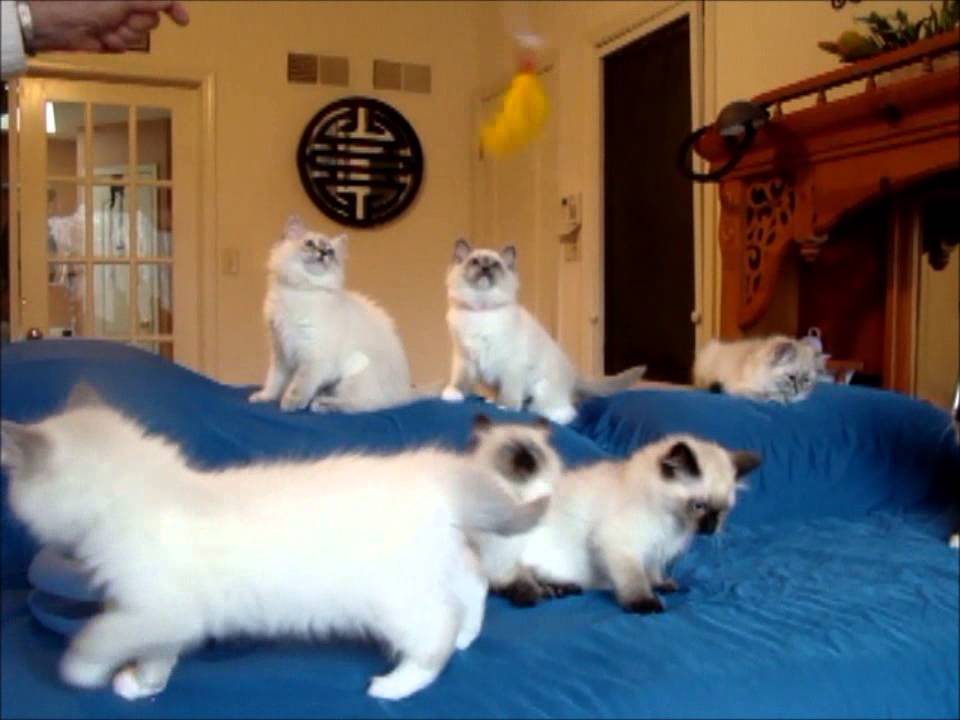 Jazzmania Ragdolls - YouTube