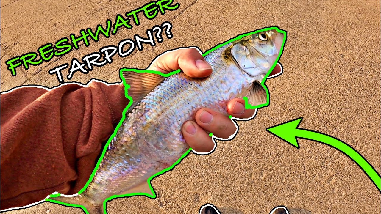 Ohio River Dam Fishing for Skipjack Herring! (Multi Species Day) - YouTube