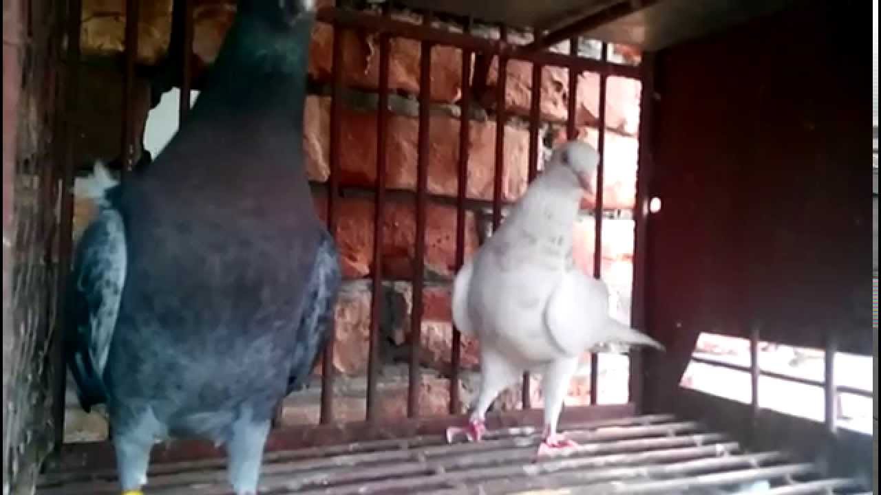 Baj Pakhi Marse Resar re Fire Aise - YouTube