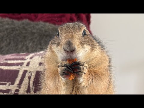 Poppy the Prairie Dog is live! - YouTube