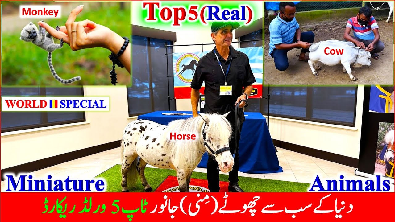 Real Miniature Animals | Top 5 World Smallest Animals #miniature # ...
