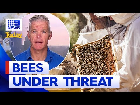 Authorities abandon plan to eradicate deadly varroa mite from bee ...