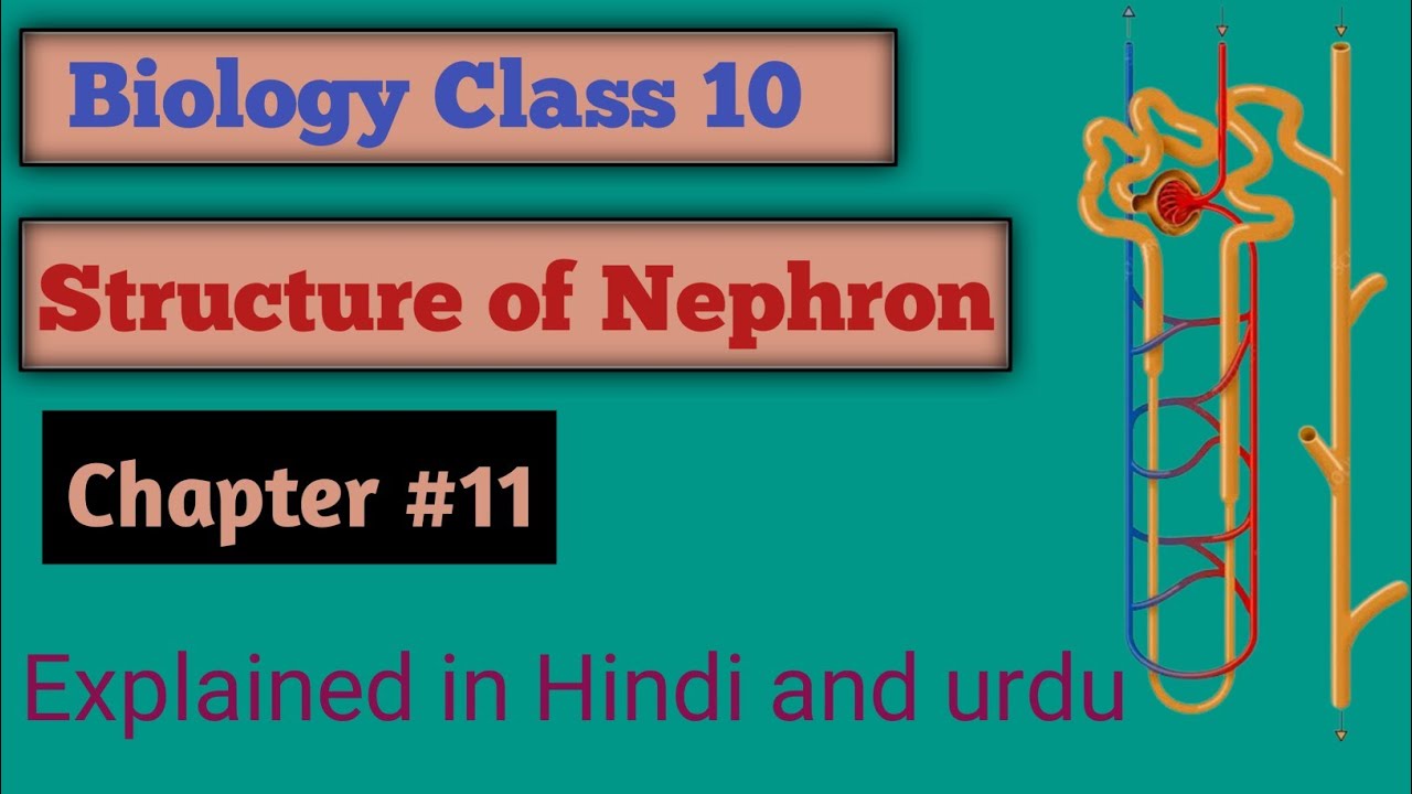 Nephron Structure Simplified: How Your Body Filters Waste/ Explained in ...