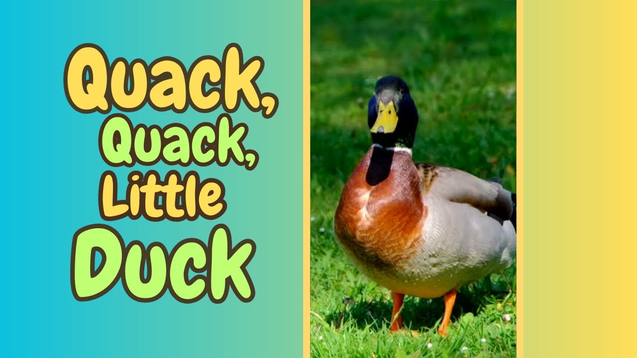 Quack, Quack, Little Duck | More @swoopwoops - YouTube