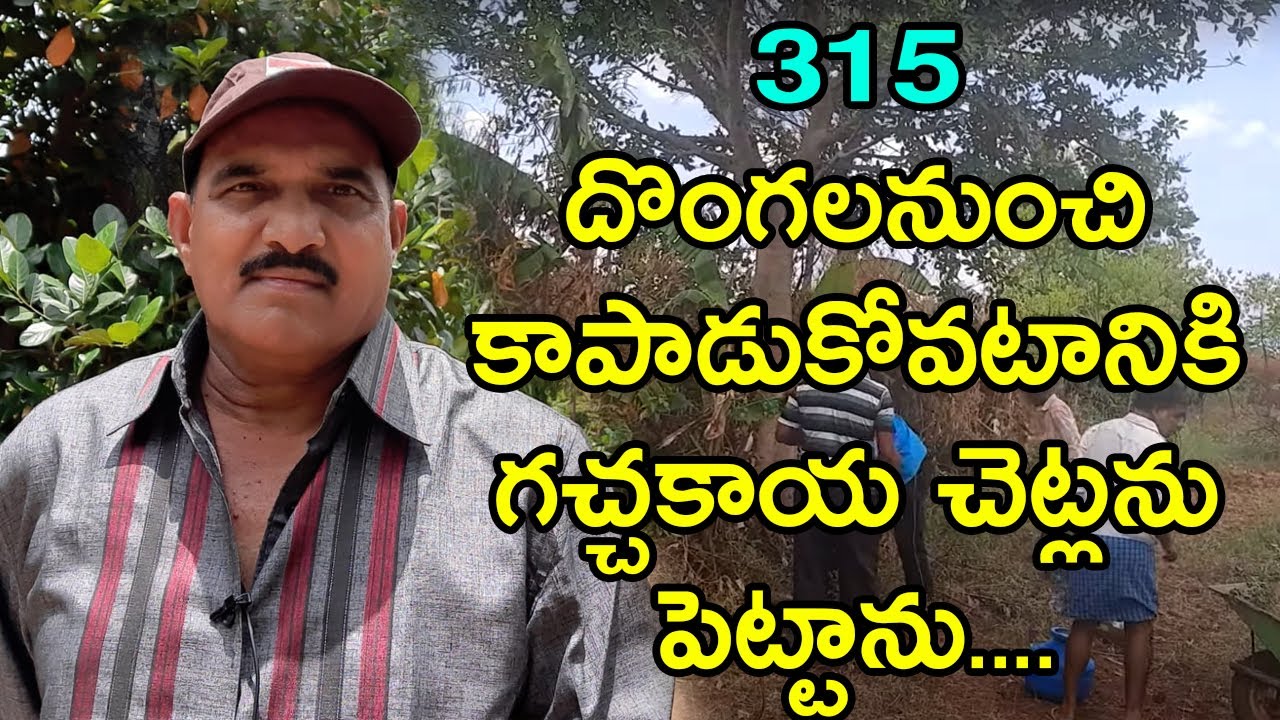 Gachakaya (fever nut) plantation for border fencing||hari babu ...