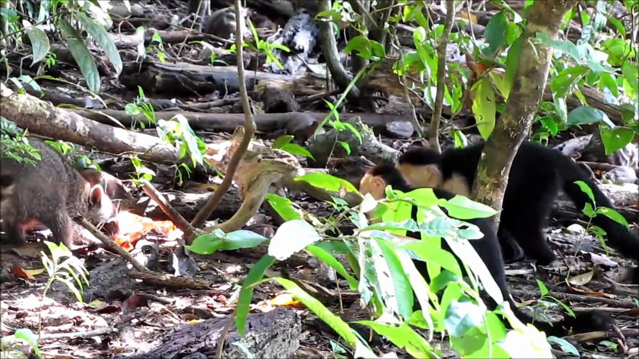 Raccoons vs. Monkeys at Manuel Antonio - YouTube
