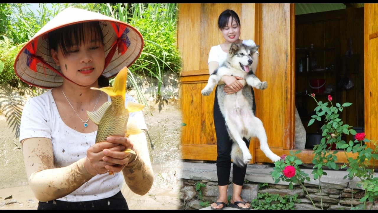 Select fingerlings and release them into fish ponds to raise fish for ...