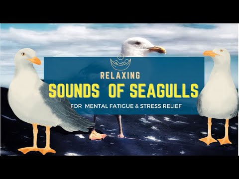 Sounds of Seagulls For Mental Fatigue and Stress Relief - YouTube