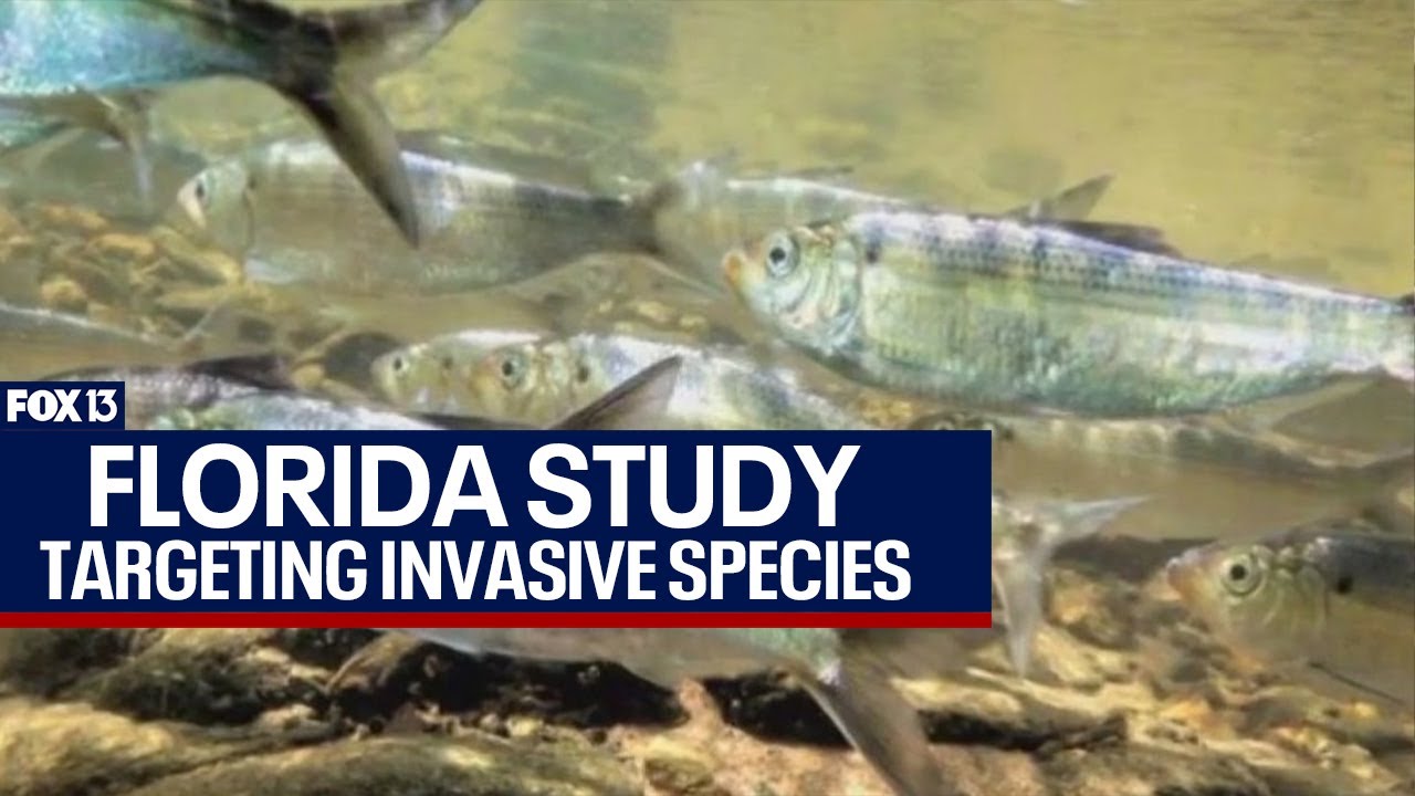 Florida next invasive species threat: Study - YouTube